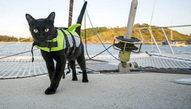 Keeping cats aboard | Club Marine Australia