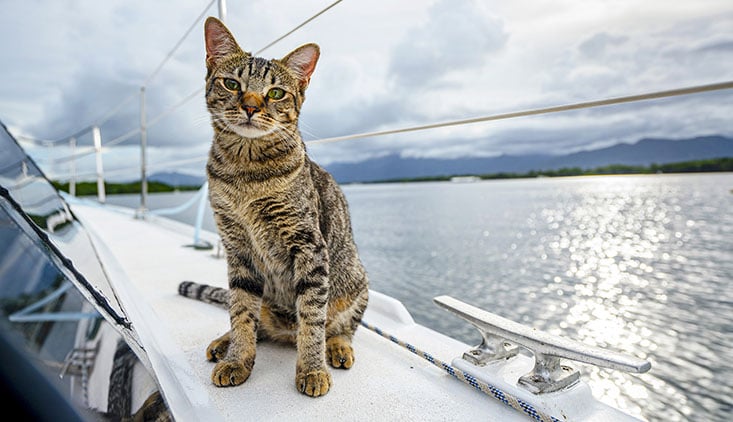 Keeping cats aboard | Club Marine Australia