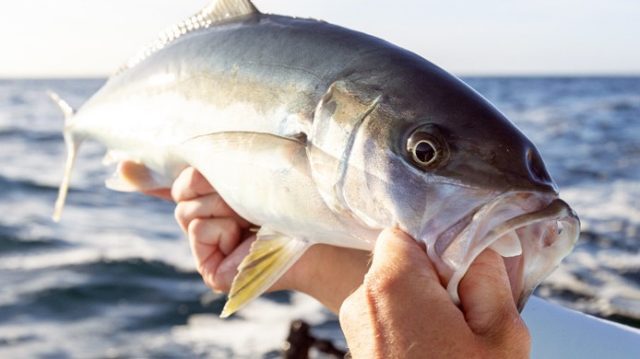 How to catch big kingfish | Club Marine Australia
