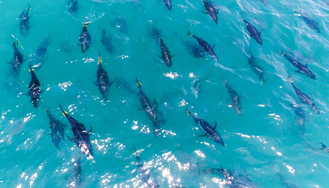 Where and how to find tuna | Club Marine Australia