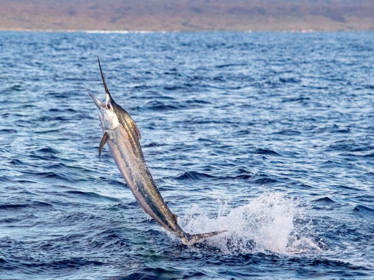 Al McGlashan Fish Forever docuseries | Club Marine